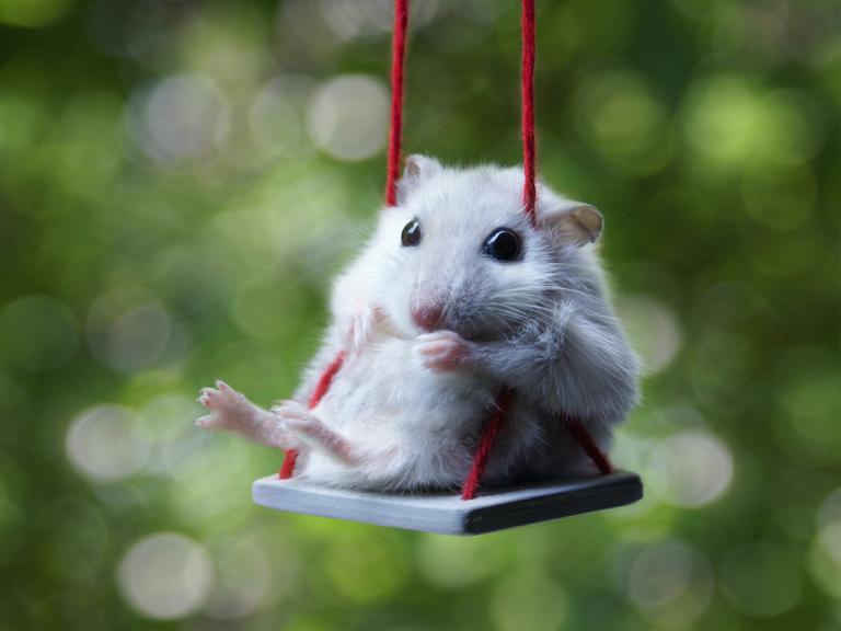 Rat Park | Https://www.patheos.com/blogs/walkandword/ Rat Park | Https://www.patheos.com/blogs/walkandword/