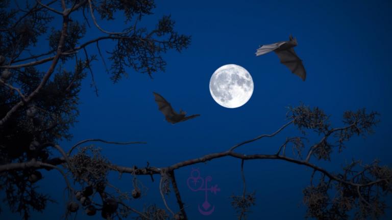Full Moon Zodiac Readings- October 2019 | Jessica Jascha