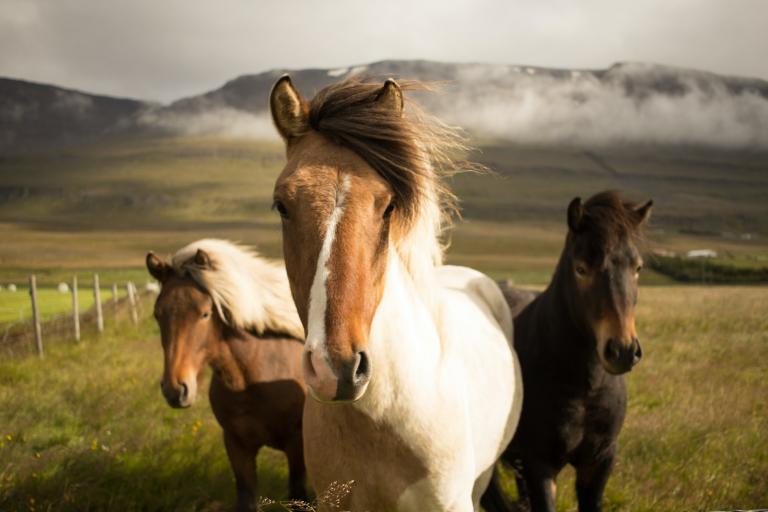 A Very Decent Sort Of Horse, On The Whole | Edwin Woodruff Tait