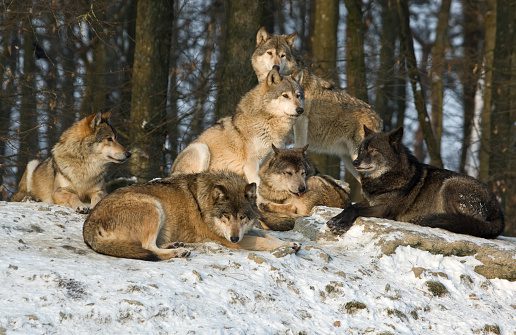 Jack London 5: Wolf Pack Ethics | Ethical Naturalism