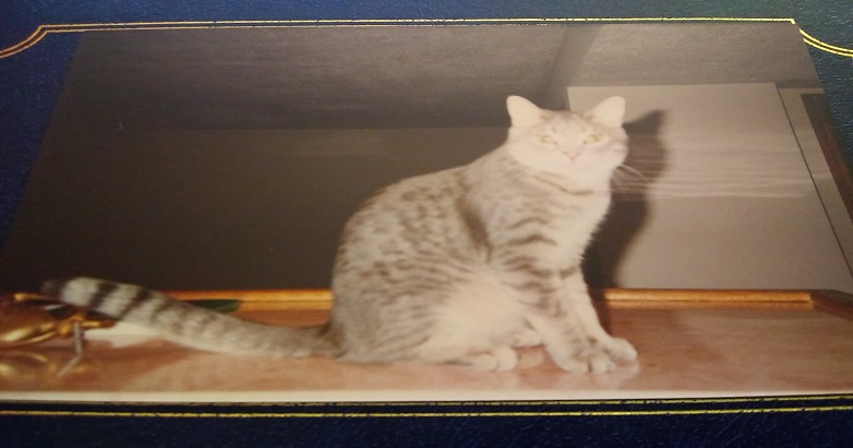 A Cat’s Enduring Love: Sebastian And A Nightmare Averted | Connor Brennan