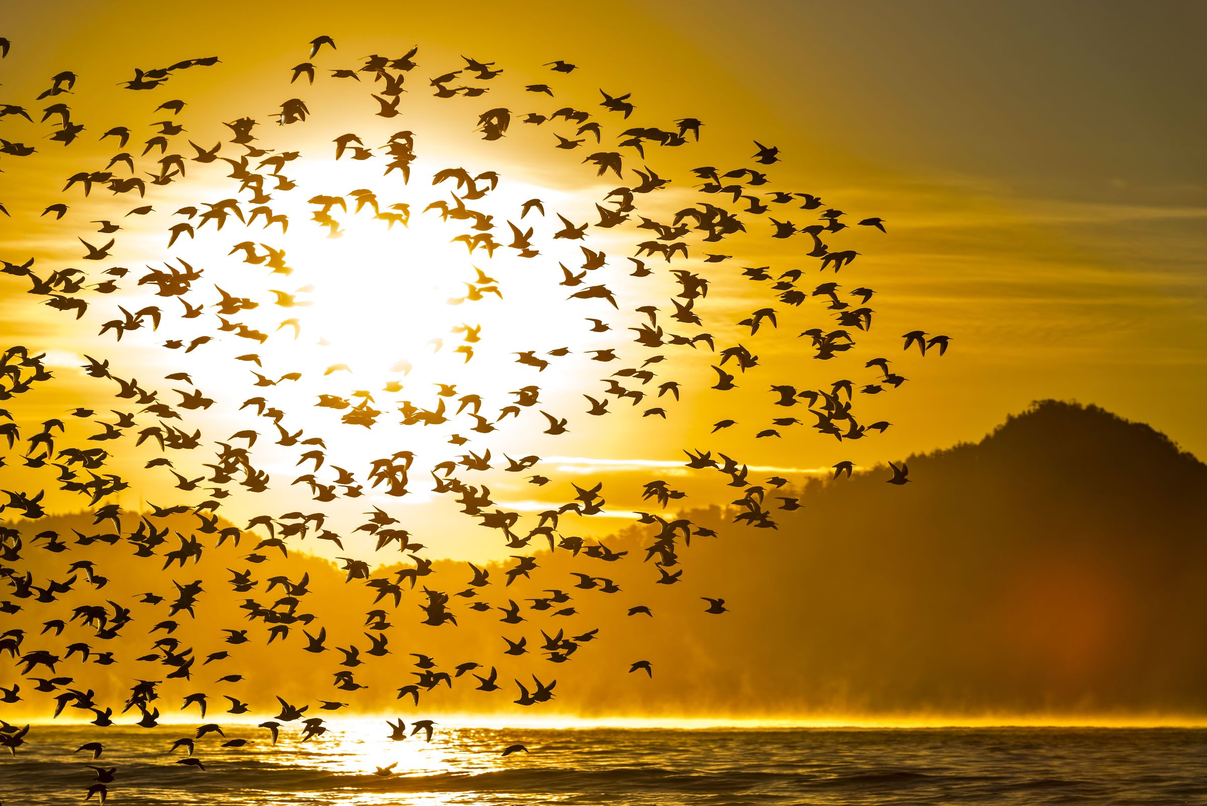 Early Eco-farmers Relied On Sacred, Seed-bearing Migratory Birds | Ben ...