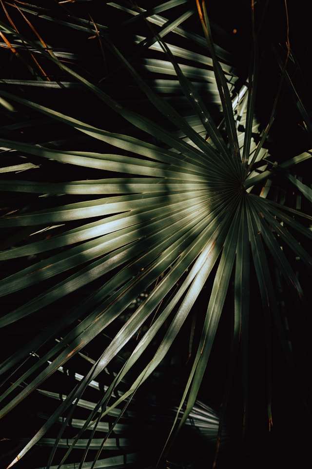 The Spiritual Challenge Of Palm Sunday | Frederick Schmidt