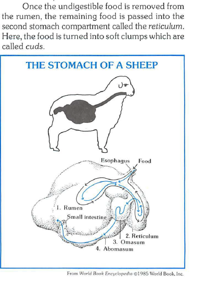 Examining ATI Wisdom Booklets – Booklet 6: Science – Sheep! | Suzanne ...