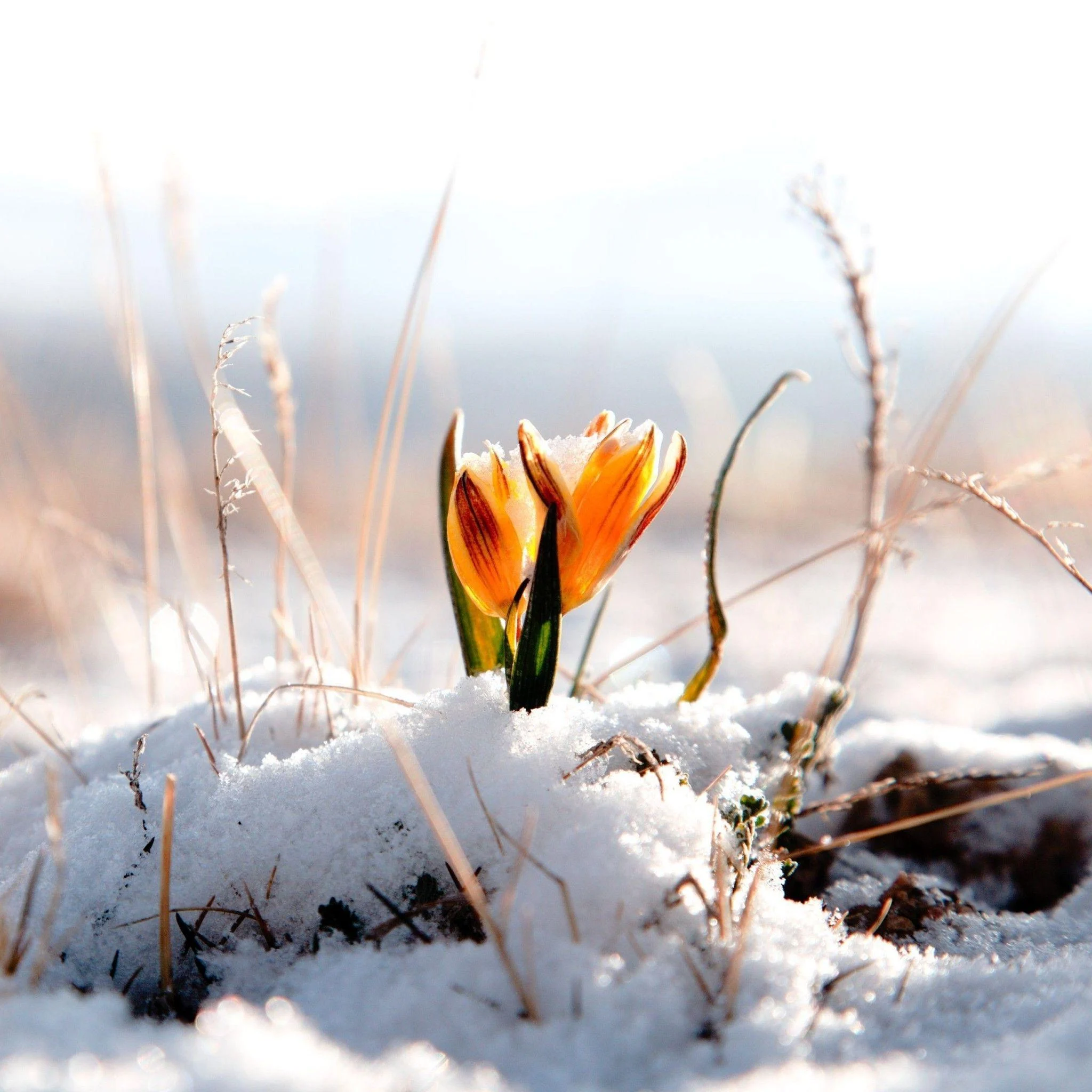 Finding Hope | Finding Hope In Winter