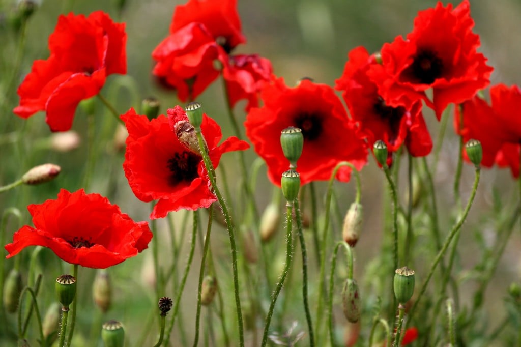 Gardeners Love These 16 Flowers For The 8 Beatitudes | Margaret Rose ...