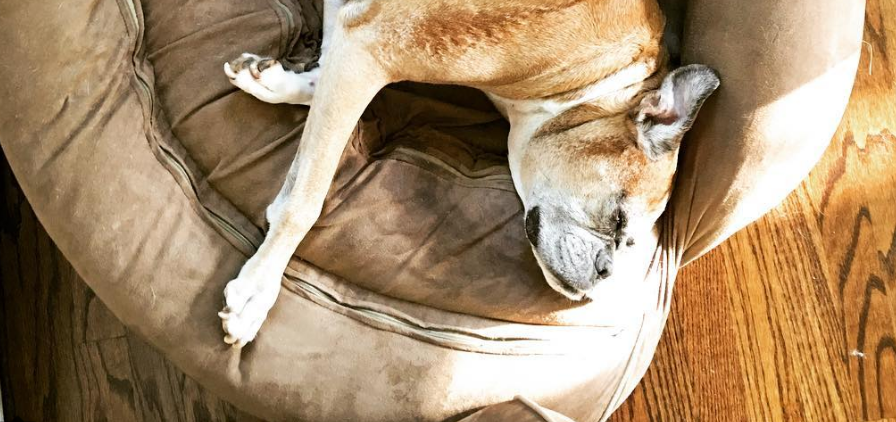 4 Hero Dogs Who Saved Their Humans | Sean Lowe
