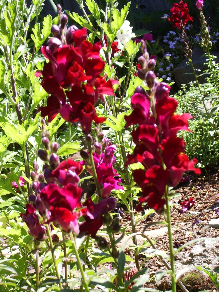 I Kill Plants Do You Barbara Falconer Newhall
