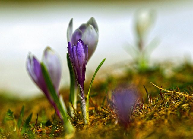 Facing Lent, Exhausted | Mary Pezzulo