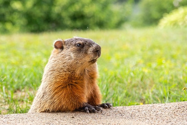 Charlie And The Whistle Pig | Mary Pezzulo