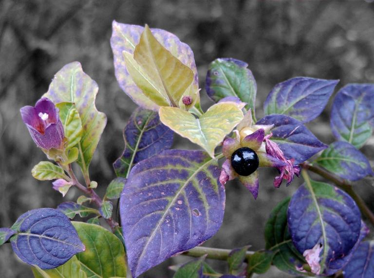 The Fly In The Witch’s Ointment: Redefining The Poison Path | Coby ...