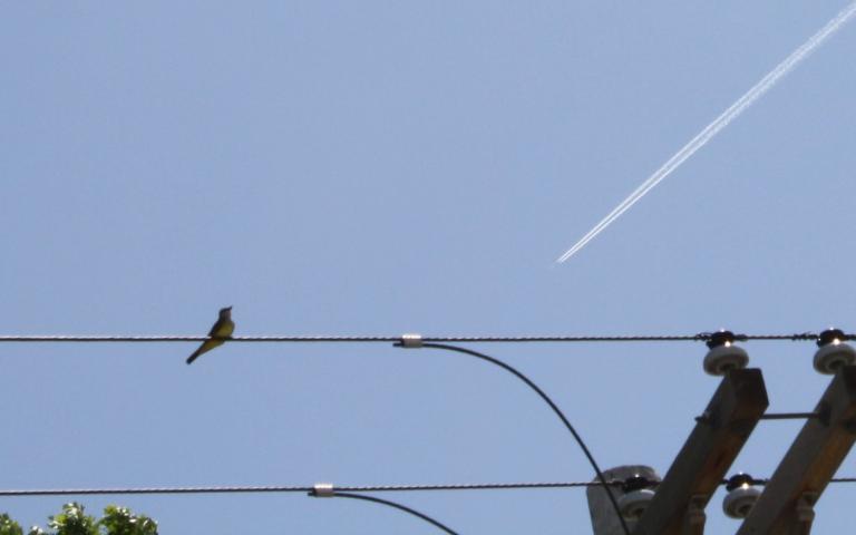 Fly Catcher Rocket | Brad Roth