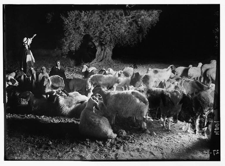 I Am No Ordinary Shepherd | GFA Staff Writer