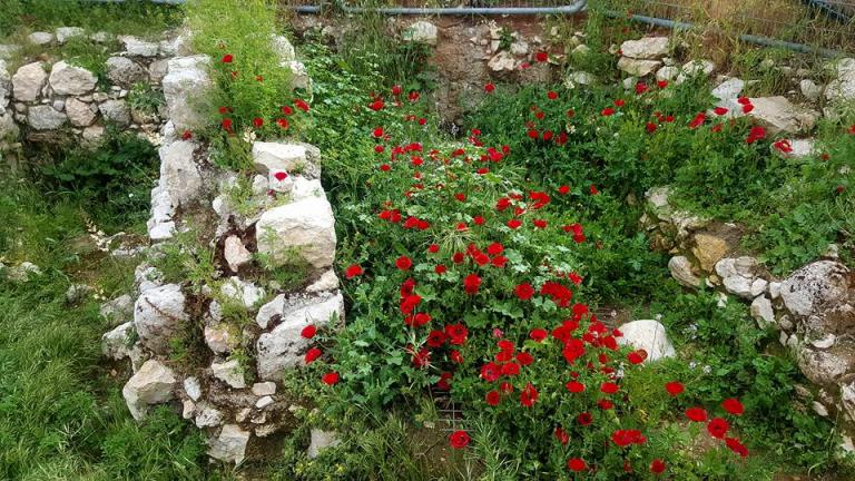 Set Thy Face Towards Jerusalem | Delisa Hargrove