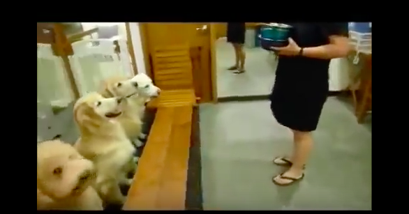 Dogs Eat, Pray, Stay And We Love Them | Jean Yih Kingston