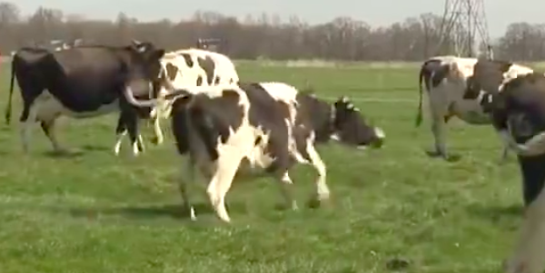 Cows Do A Happy Dance Together When They Are Released To Pasture | Jean ...