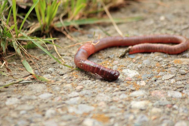 God Ordains Worms, But Not Women? | Zack Hunt
